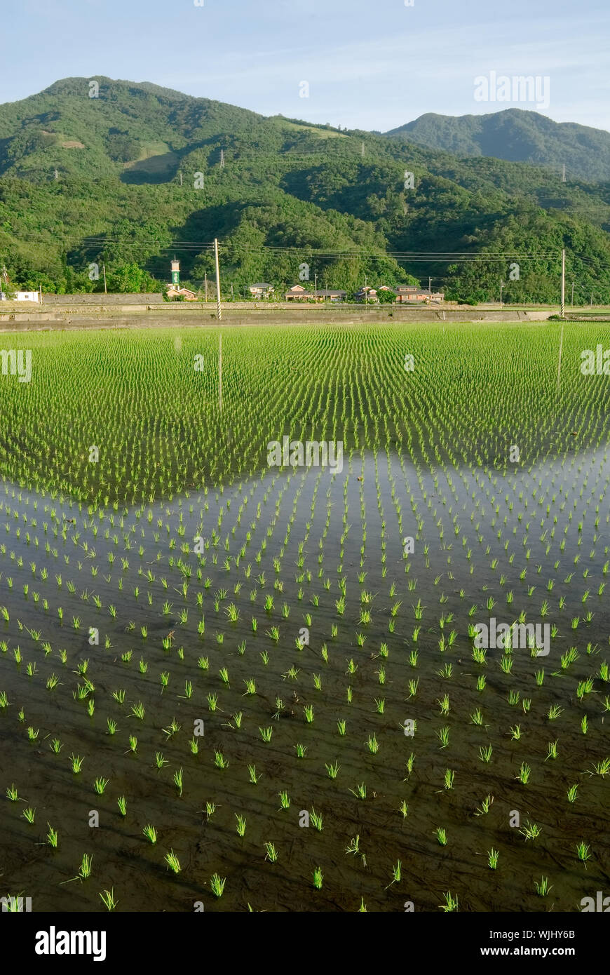 It is a beautiful green rice farm Stock Photo - Alamy