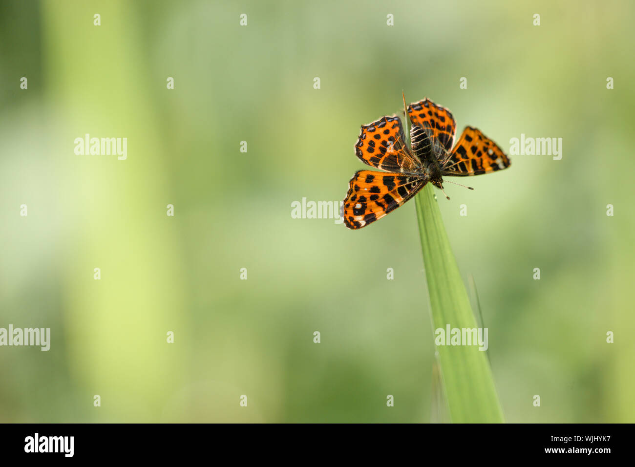 Butterfly Map High Resolution Stock Photography and Images - Alamy
