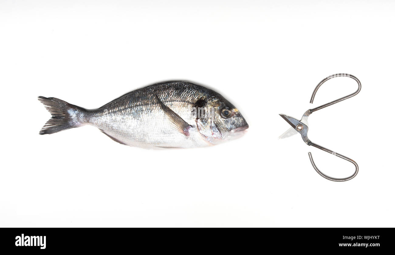 Fresh Dorado fish and vintage scissors isolated on white background ...