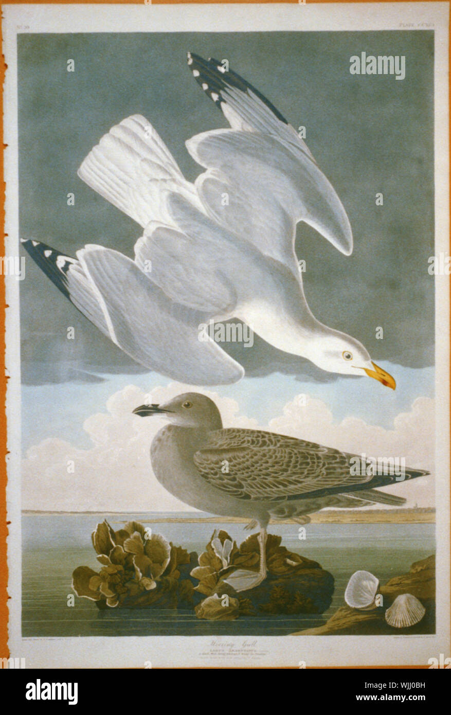 Common gull species hi-res stock photography and images - Alamy