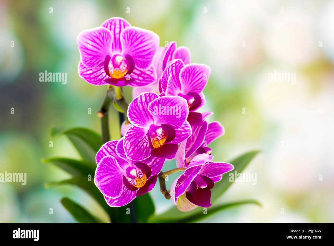Beautiful pink orchid - phalaenopsis Stock Photo - Alamy