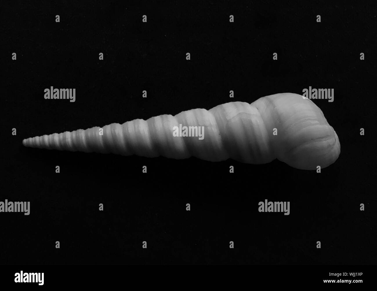 White shell black background hi-res stock photography and images - Alamy