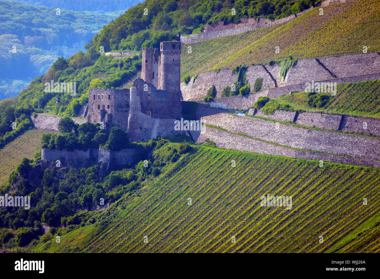 Ruins of Ehrenfels Castle in Rudesheim am Rhein. Rudesheim am Rhein ...