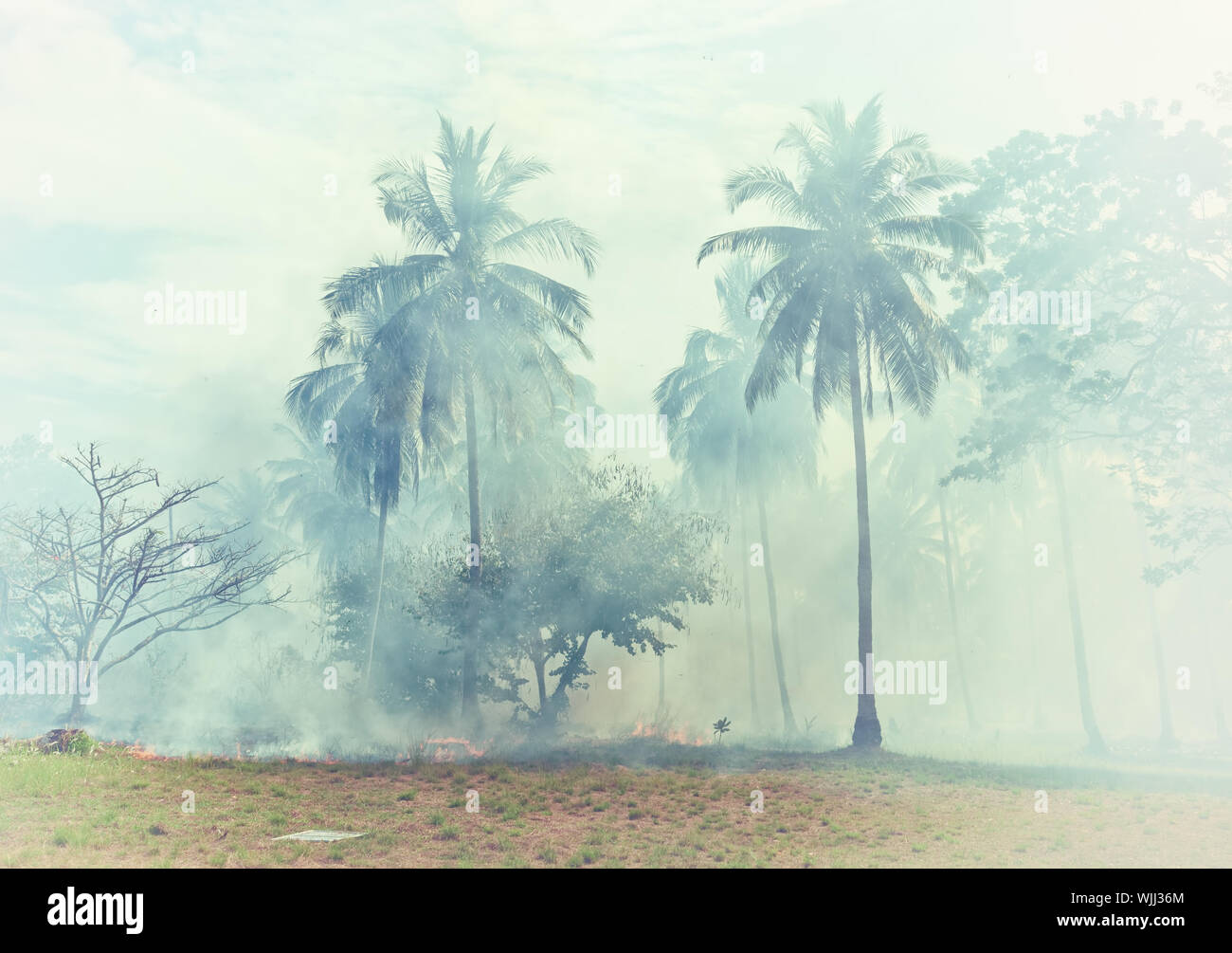 Jungle flames hi-res stock photography and images - Alamy