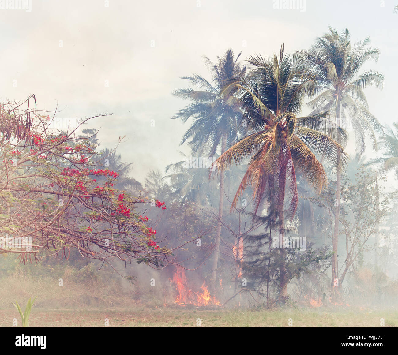 fire in the jungle forest.Thailand Stock Photo - Alamy