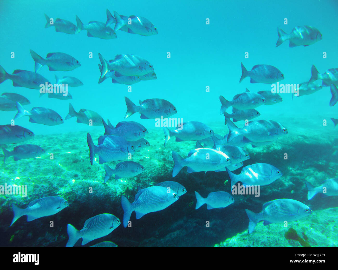 school of fish underwater. Similan islands. Thailand Stock Photo - Alamy