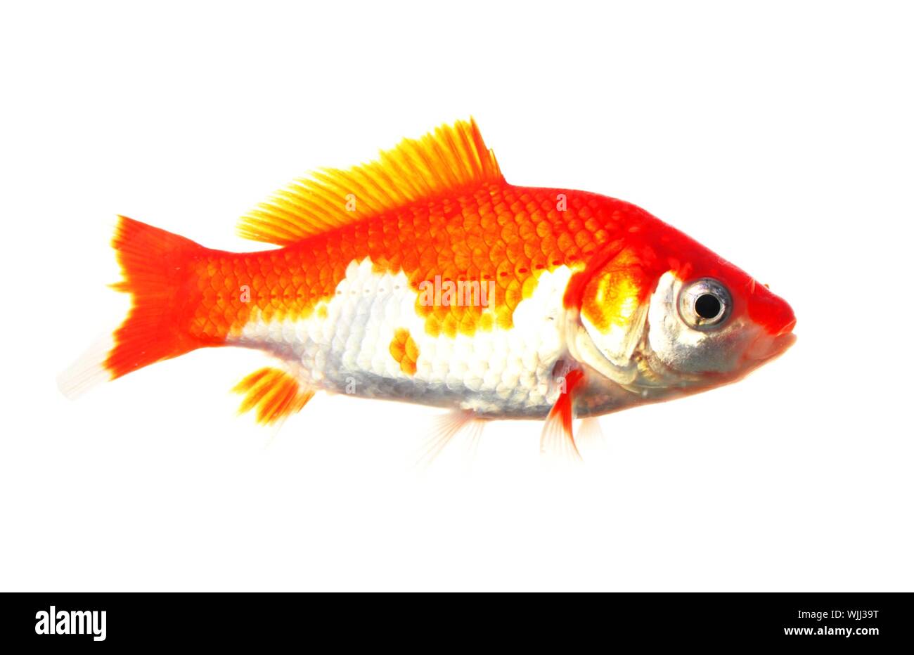 single goldfish animal isolated on white background Stock Photo - Alamy