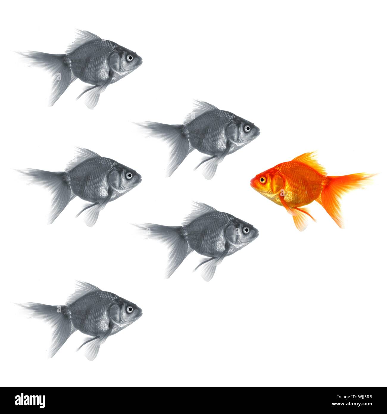 standing out of the crowd concept with individual successful goldfish ...