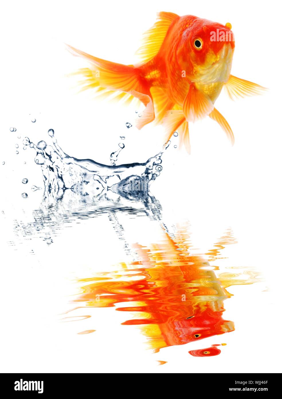 goldfish jumping showing escape success or freedom concept Stock Photo ...