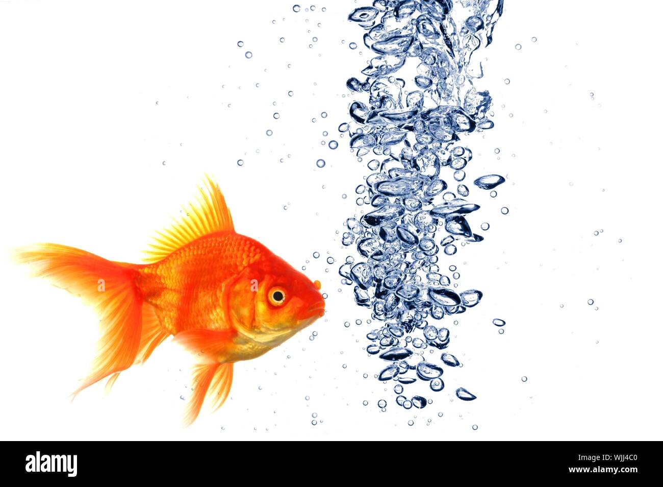 goldfish swimming in water or fishtank with air bubbles Stock Photo - Alamy