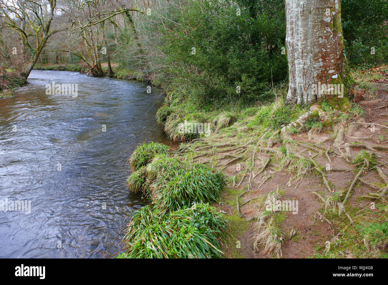 The River Teign near Steps Bridge, Devon, UK in Winter Stock Photo - Alamy
