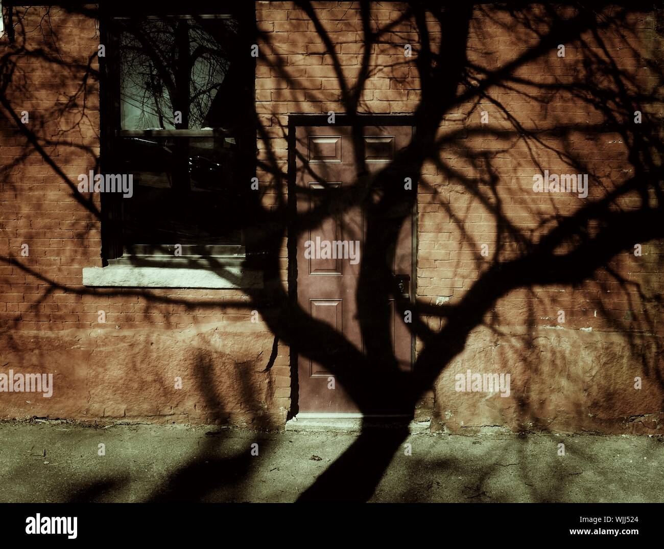 Shadow Of Tree On House Stock Photo - Alamy