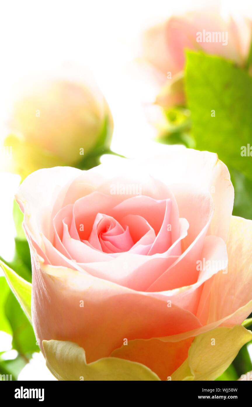 flowers of pink roses on white background Stock Photo - Alamy