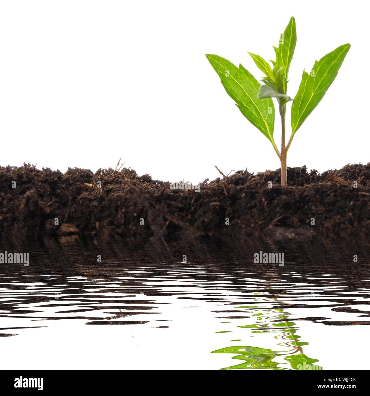 growth concept with small plant and water reflection Stock Photo - Alamy