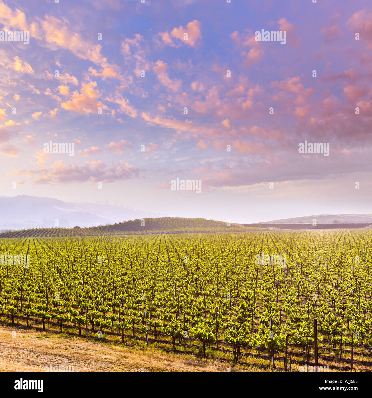 Orange plantation in california usa hi-res stock photography and images ...