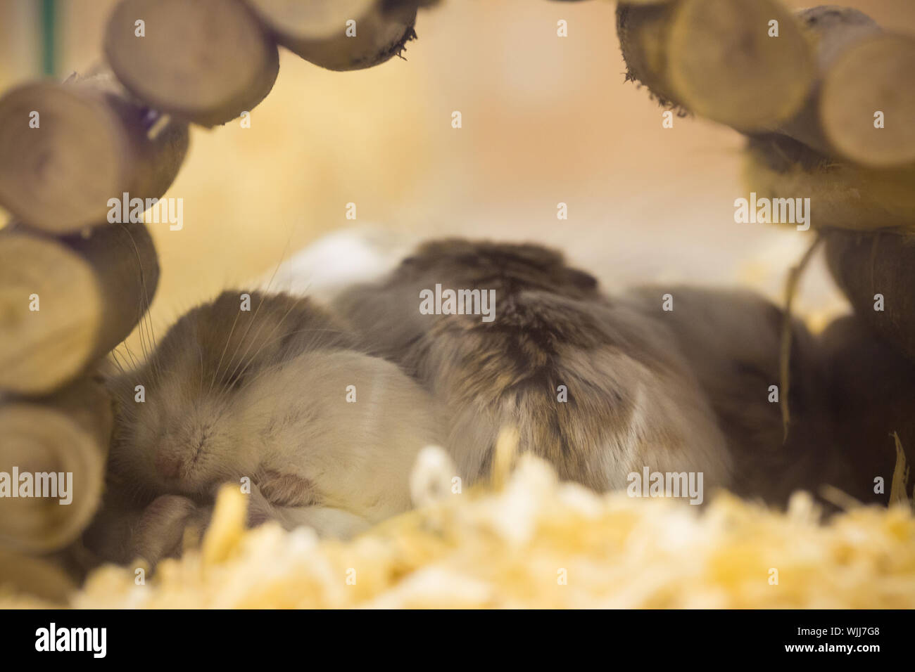 Hamster sleeping hi-res stock photography and images - Alamy