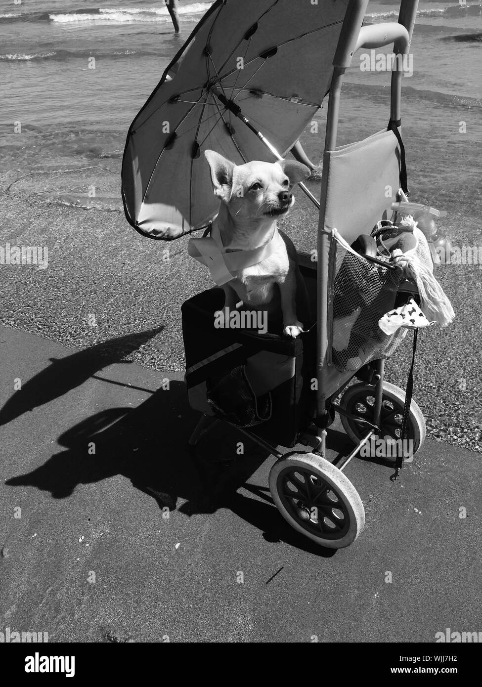 Dog cart Black and White Stock Photos & Images - Alamy