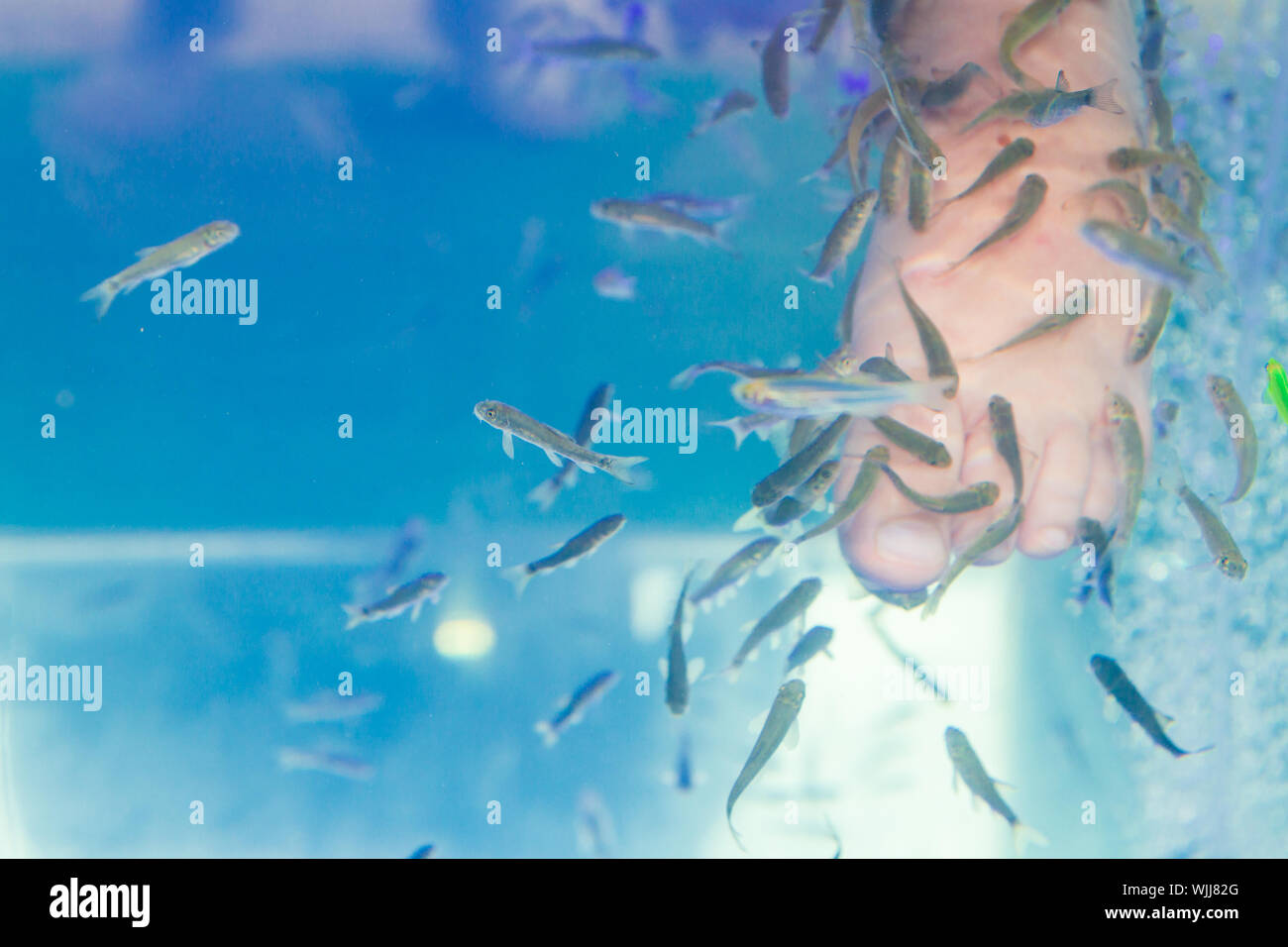 Fish Garra rufa in the aquarium treated feet Stock Photo - Alamy