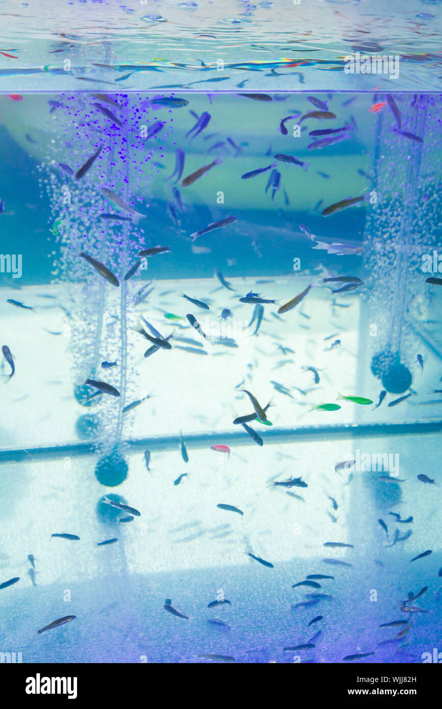 Fish Garra rufa swim in the aquarium in the summer Stock Photo - Alamy