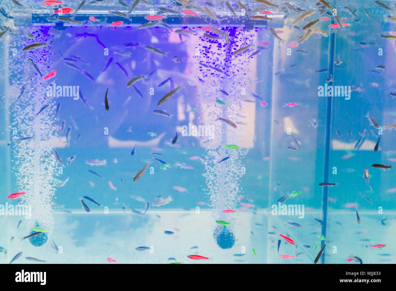 Fish Garra rufa swim in the aquarium in the summer Stock Photo - Alamy