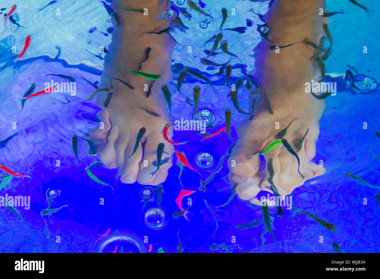 Fish Garra rufa in the aquarium treated feet Stock Photo - Alamy