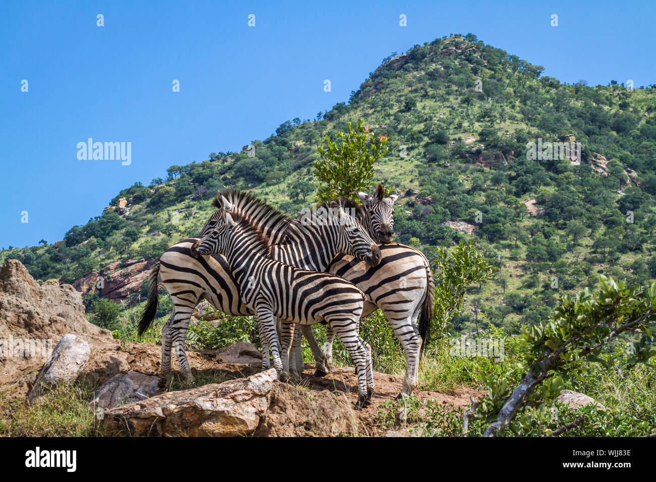 Small group Plains zebras in green mountain scenery in Kruger National ...