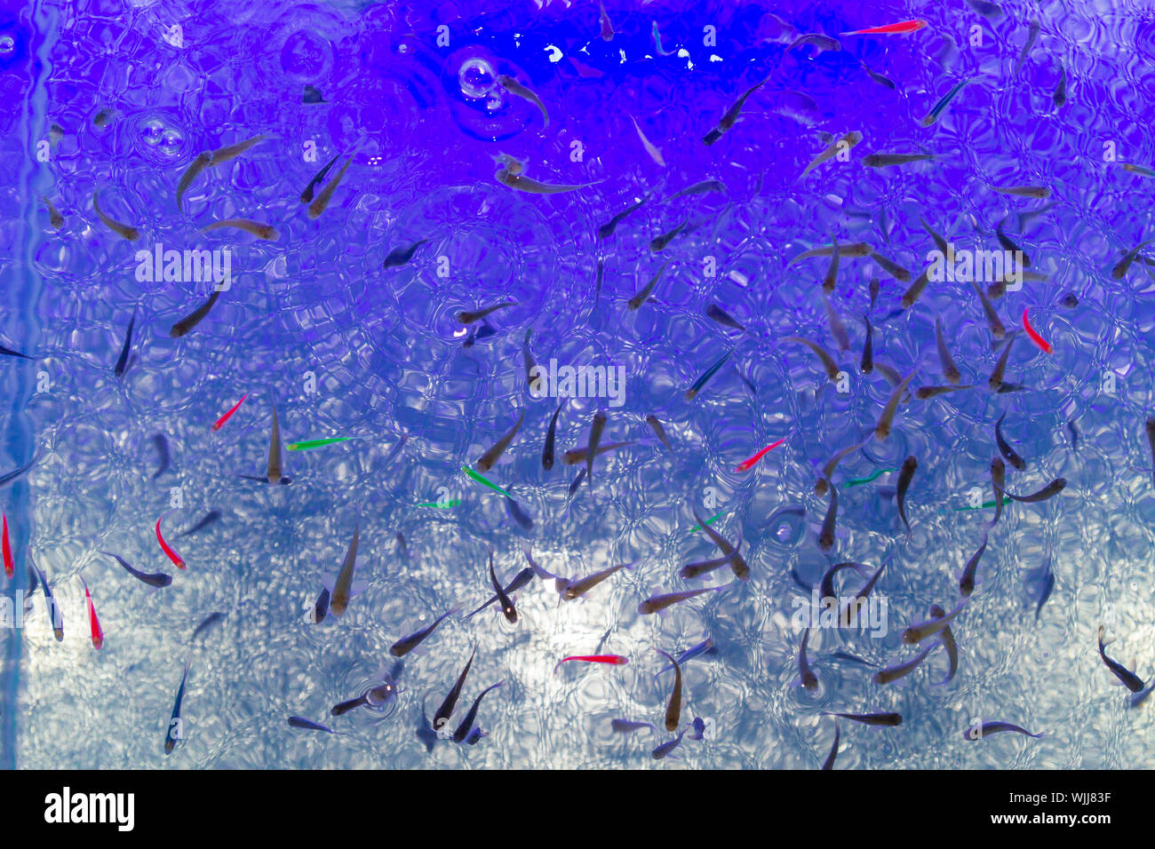 Fish Garra rufa swim in the aquarium in the summer Stock Photo - Alamy