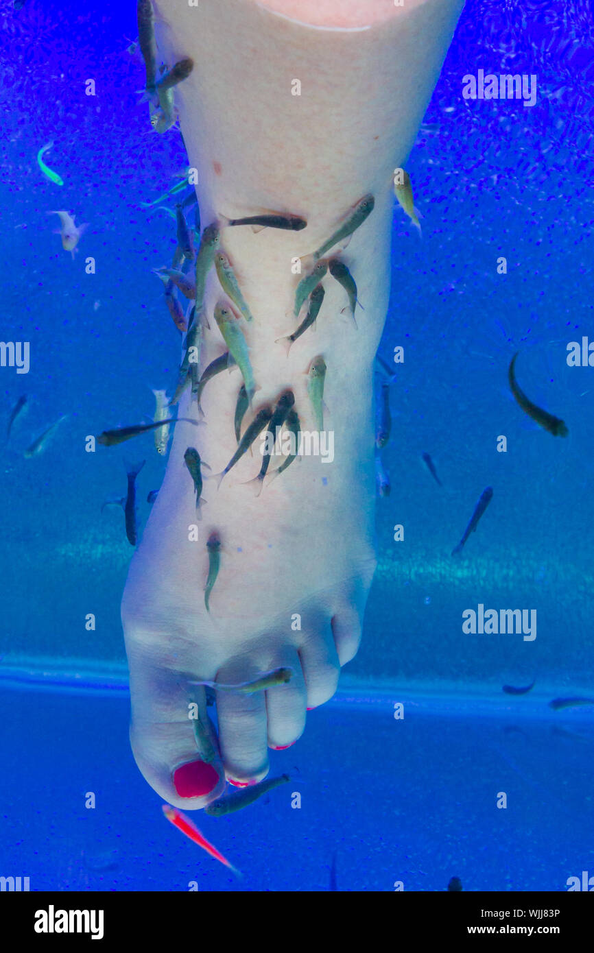 Fish Garra rufa in the aquarium treated feet Stock Photo - Alamy