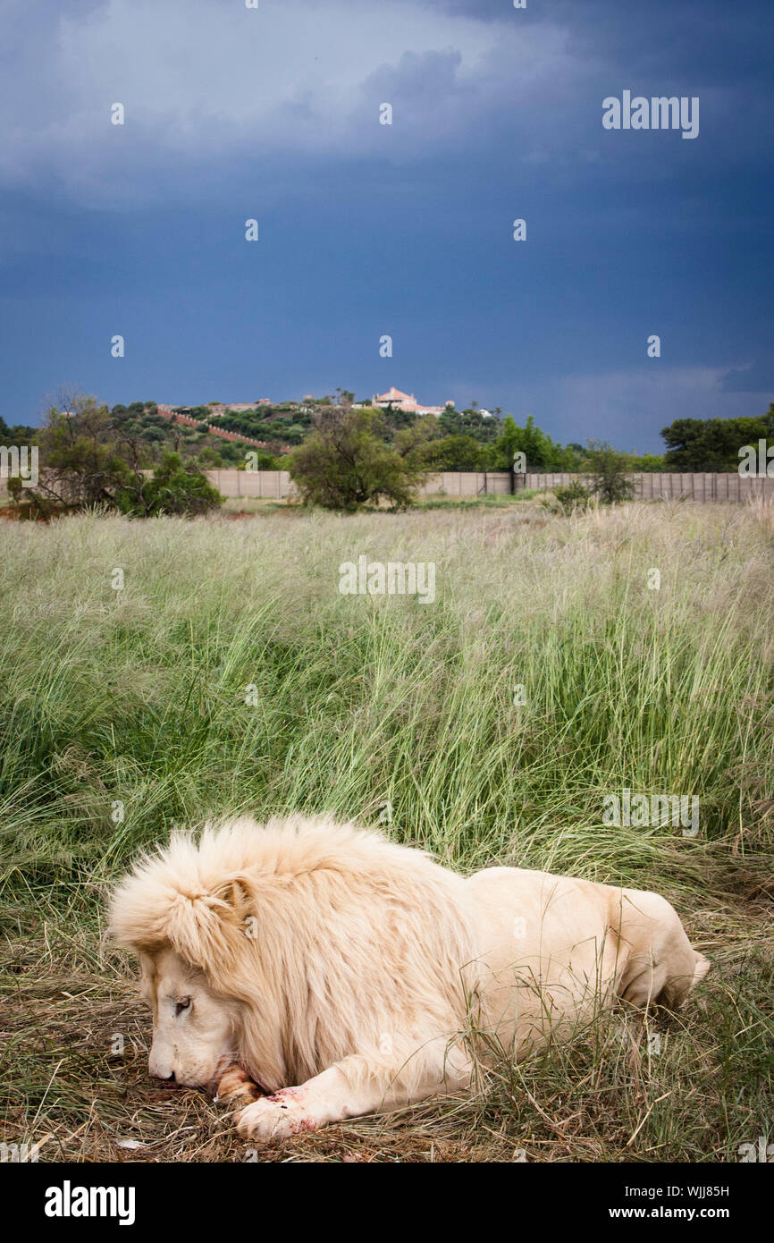 Male lion prey hi-res stock photography and images - Alamy