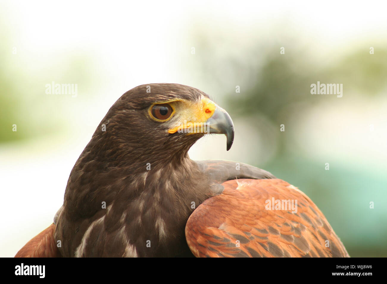 Hawk profile hi-res stock photography and images - Alamy