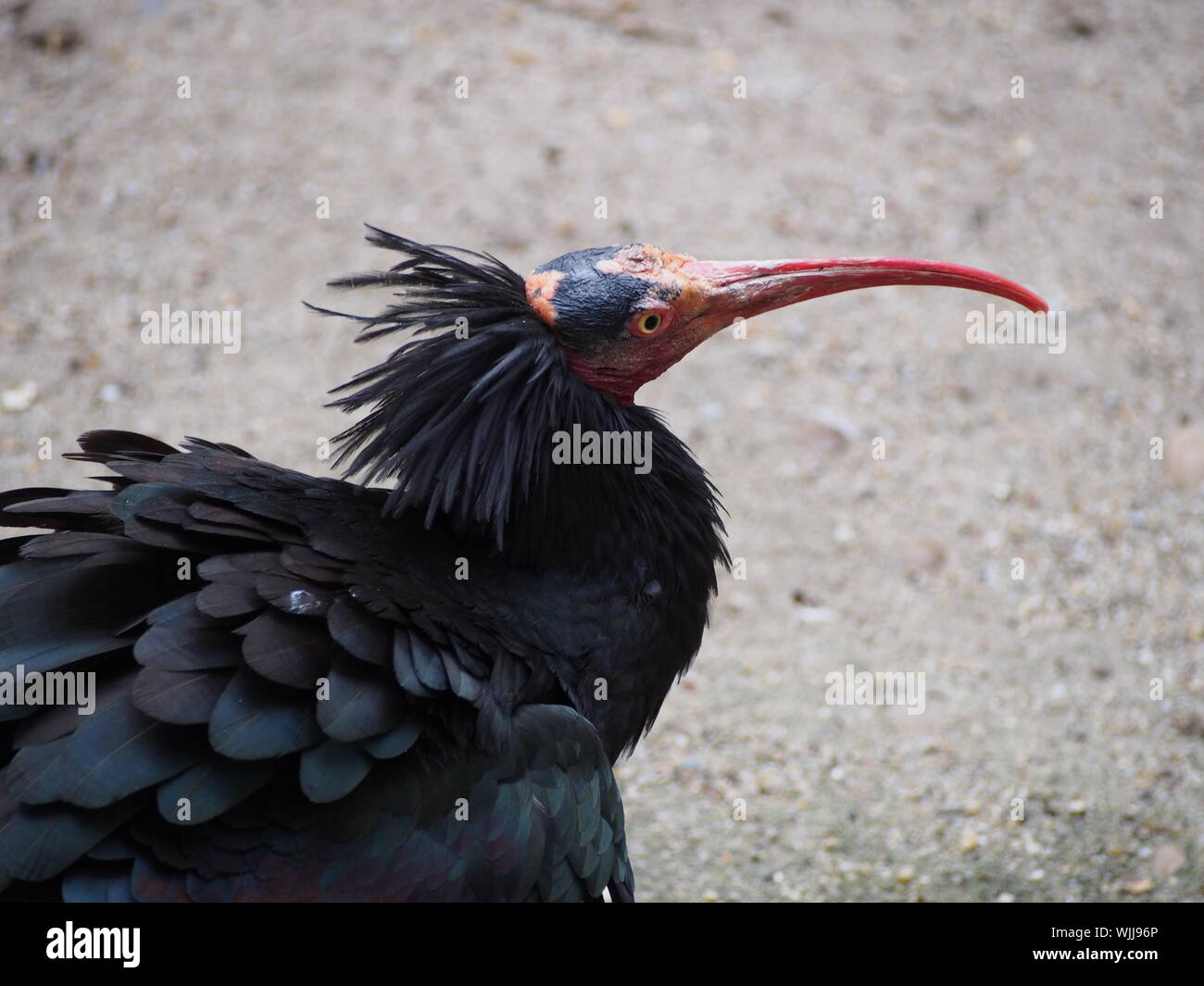 Bird with long beak hi-res stock photography and images - Alamy