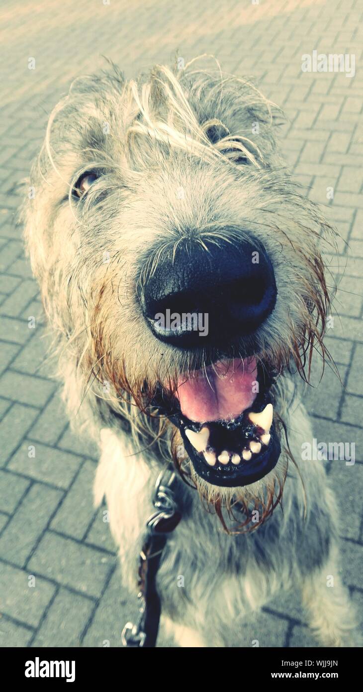 Rearing Its Head High Resolution Stock Photography and Images - Alamy