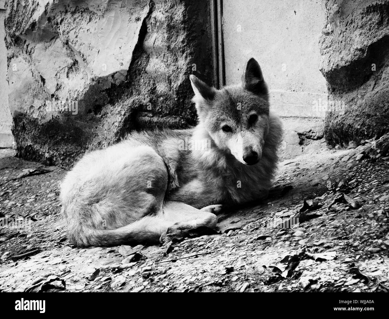 Wolf sitting hi-res stock photography and images - Alamy