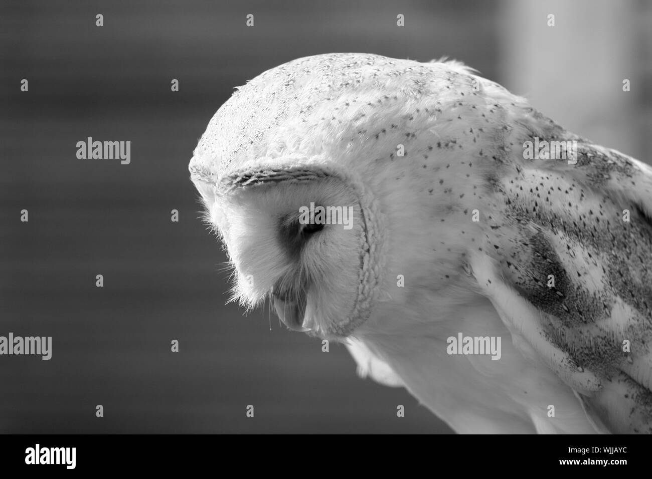 Owl looking down hi-res stock photography and images - Alamy