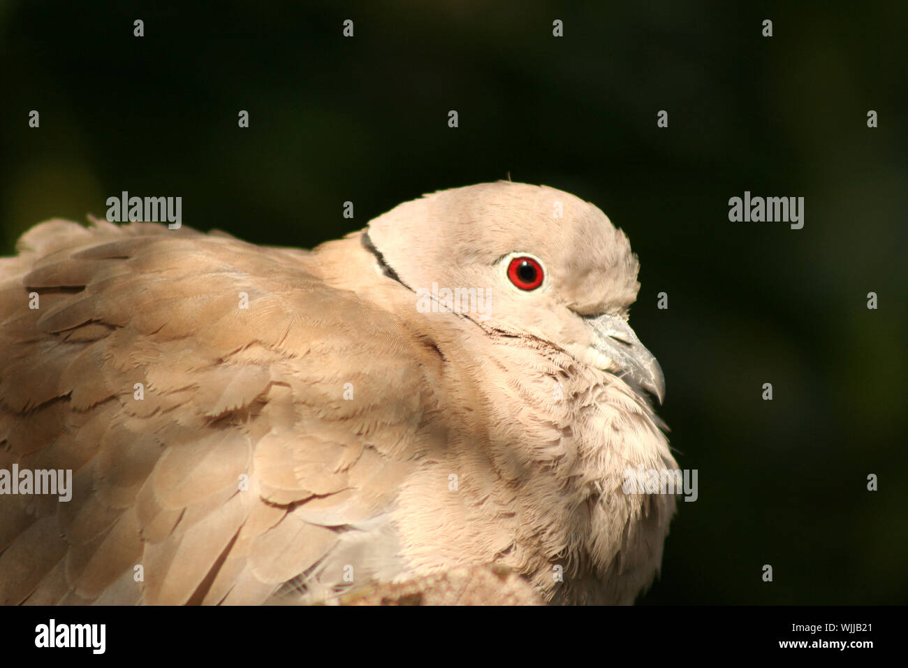 Collared dove roosting in an avairy, fluffed up feathers and beady eye ...