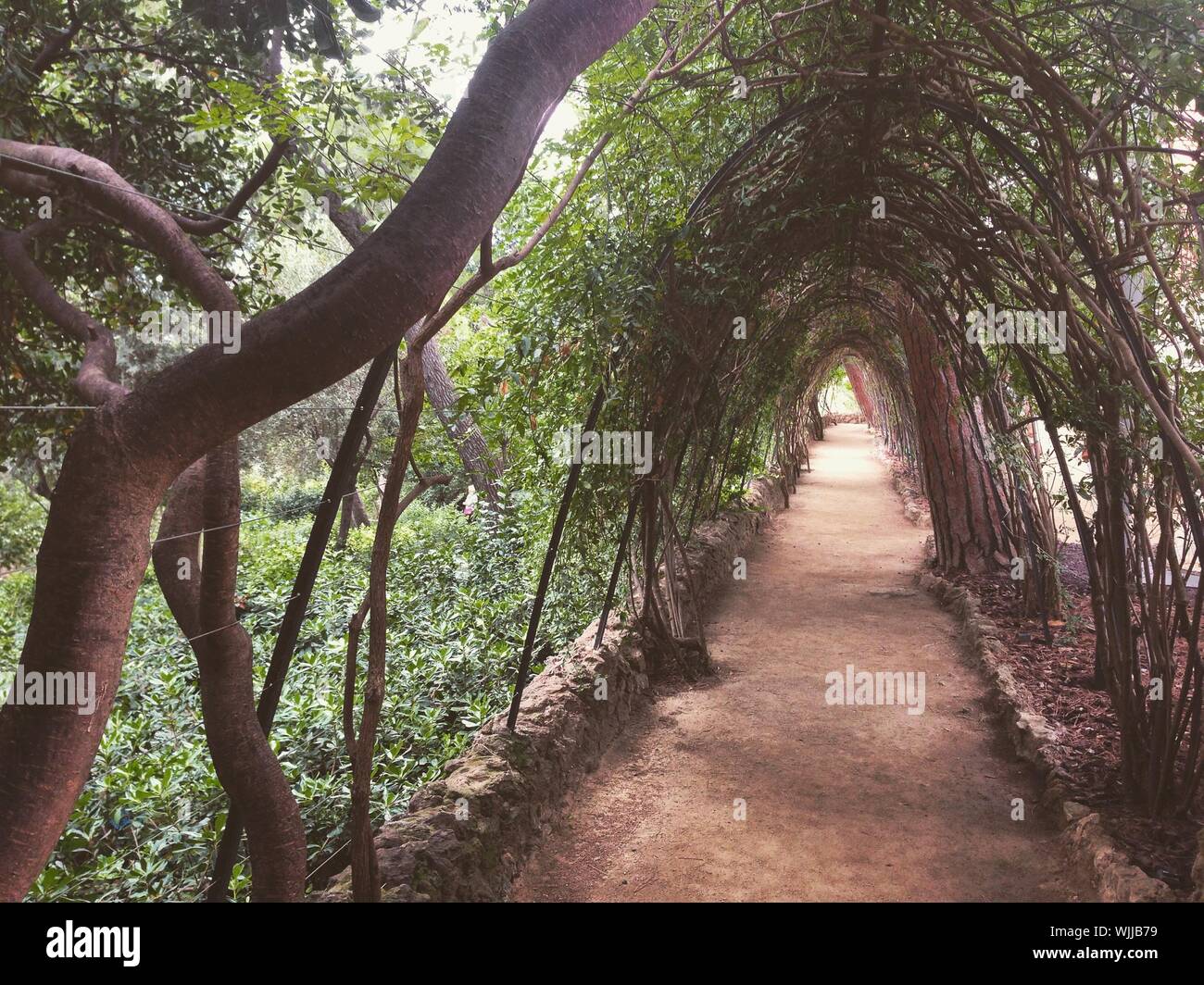 Narrow branches hi-res stock photography and images - Alamy