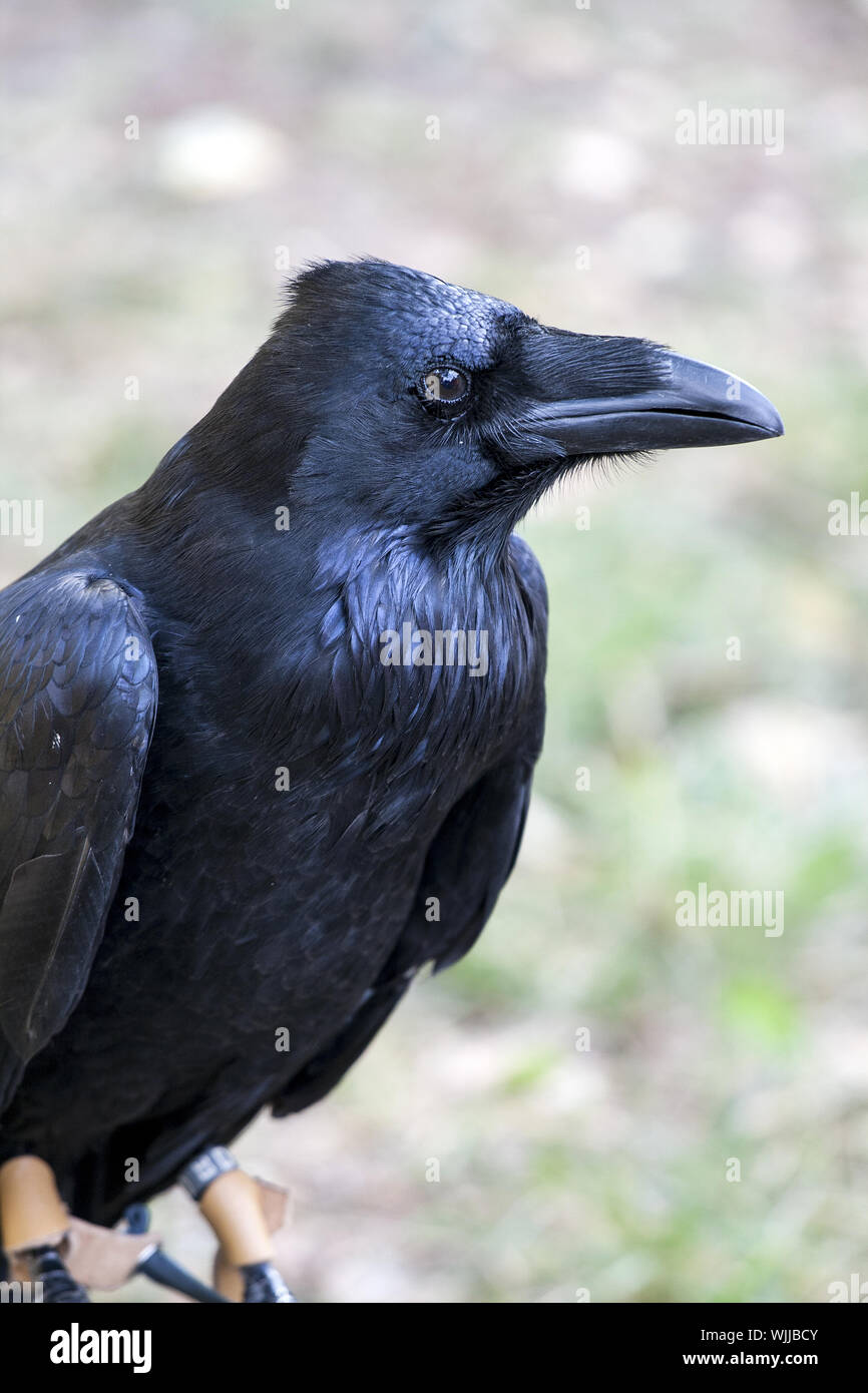Raven outdoors hi-res stock photography and images - Alamy