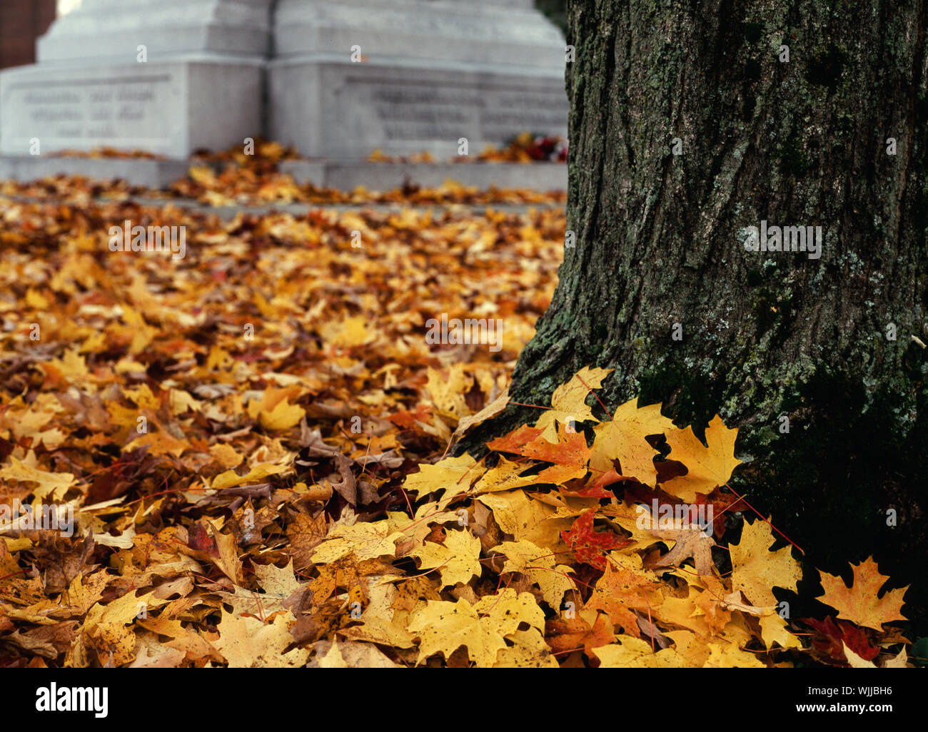 Maple leaves in St. Johnsbury, Vermont Stock Photo - Alamy