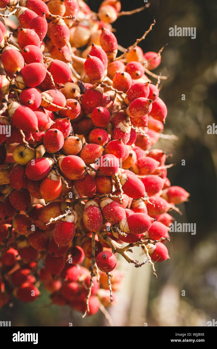 Palm fruits hi-res stock photography and images - Alamy