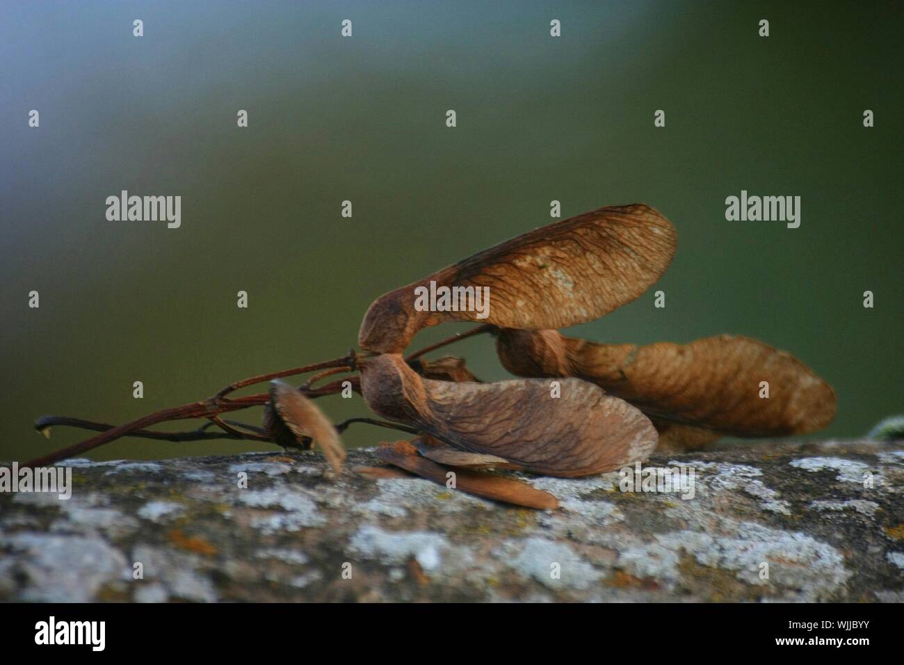 Sycamore tree seed hi-res stock photography and images - Alamy