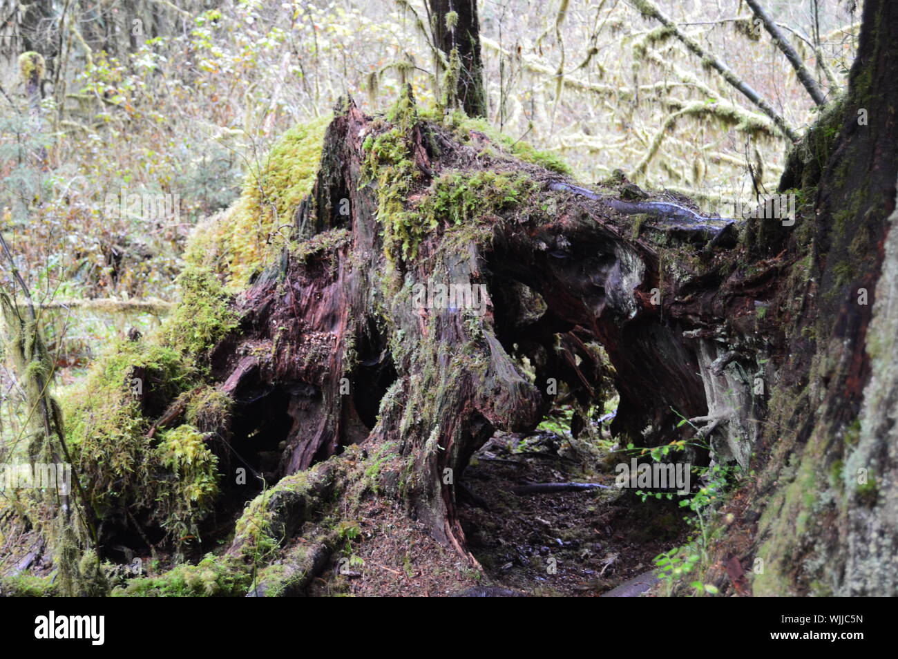 Dead Moss High Resolution Stock Photography and Images - Alamy