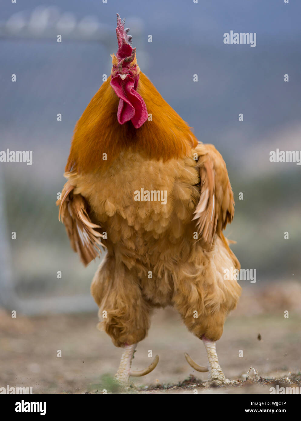 Chicken rearing hi-res stock photography and images - Alamy