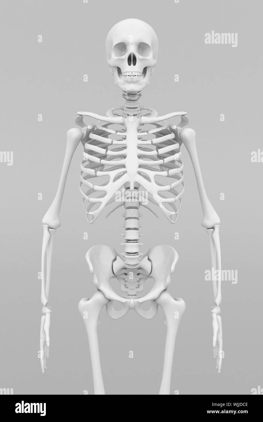 skeleton model on gray background Stock Photo - Alamy