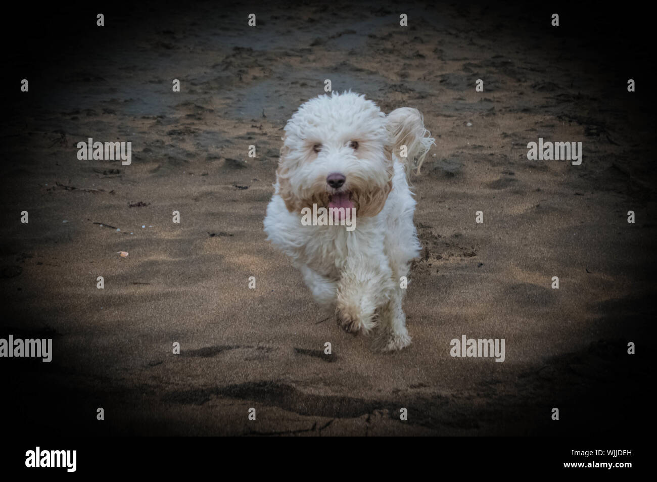 Cockapoo running hi-res stock photography and images - Alamy