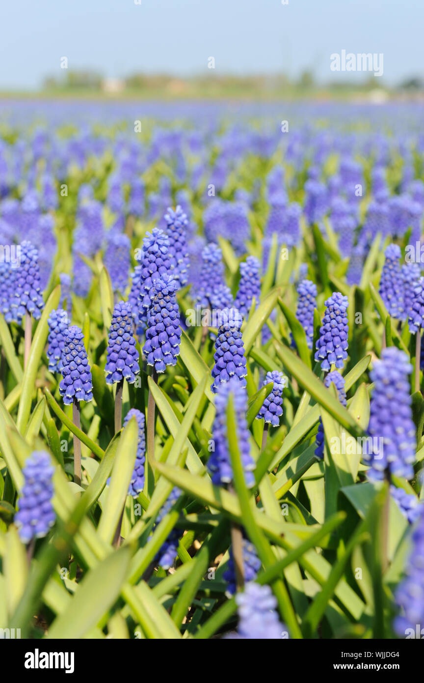 a field filled with blue grape hyacinths Stock Photo - Alamy