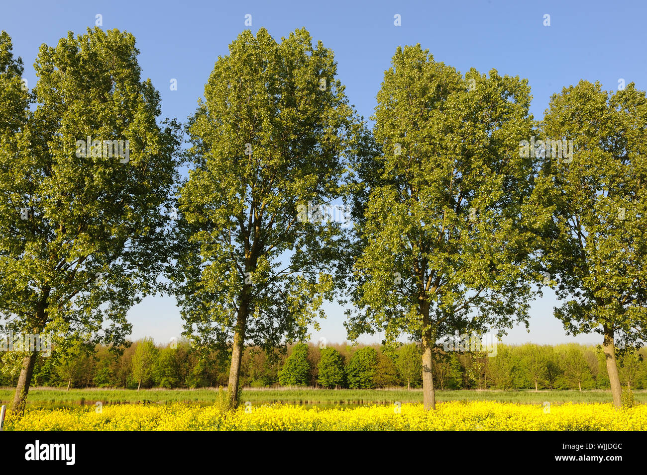 Cole seed hi-res stock photography and images - Alamy