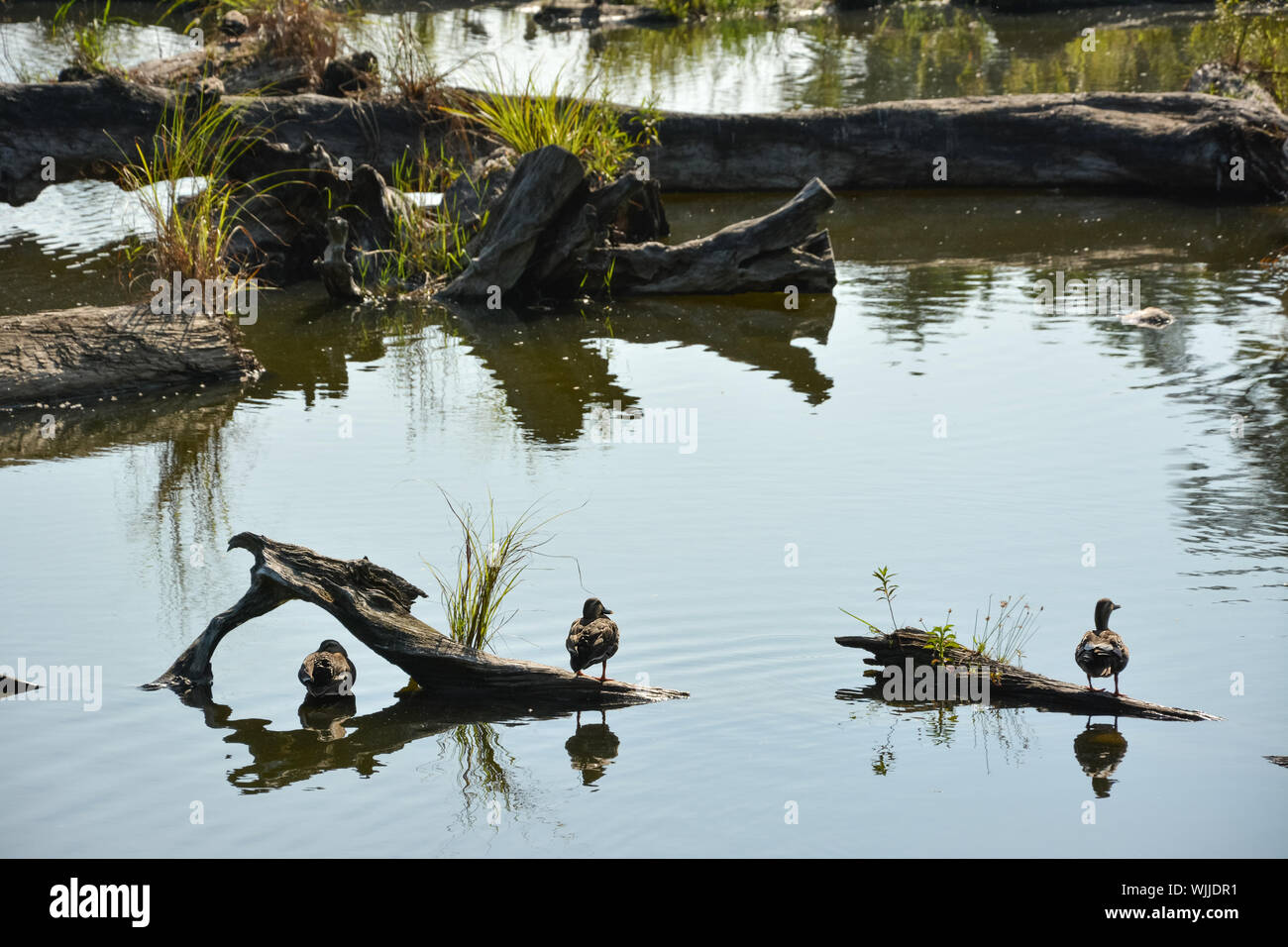 Log pond, shot at Luodong Forestry Culture Garden, Yilan county Stock ...
