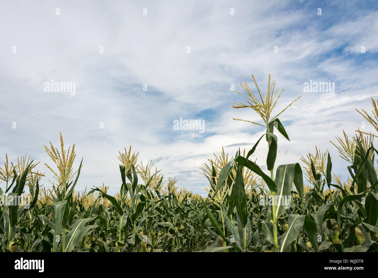 Corn maize farm against blue sky Stock Photo - Alamy