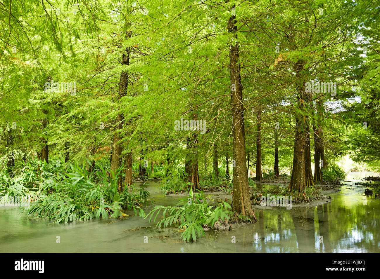 Landscape of forest at Hualien, Taiwan, Asia Stock Photo - Alamy