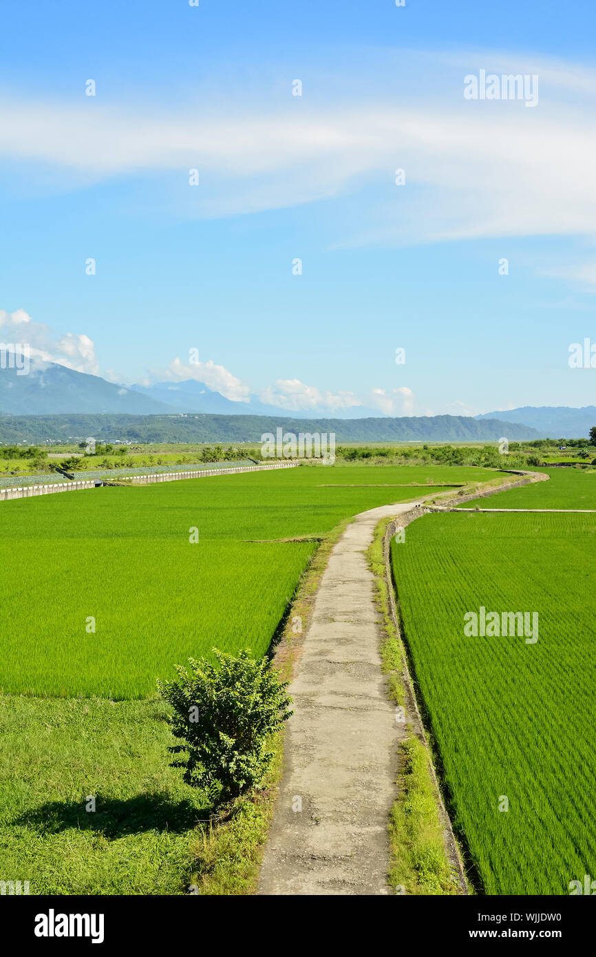 Rice farm in the country, Hualien, Taiwan, Asia Stock Photo - Alamy